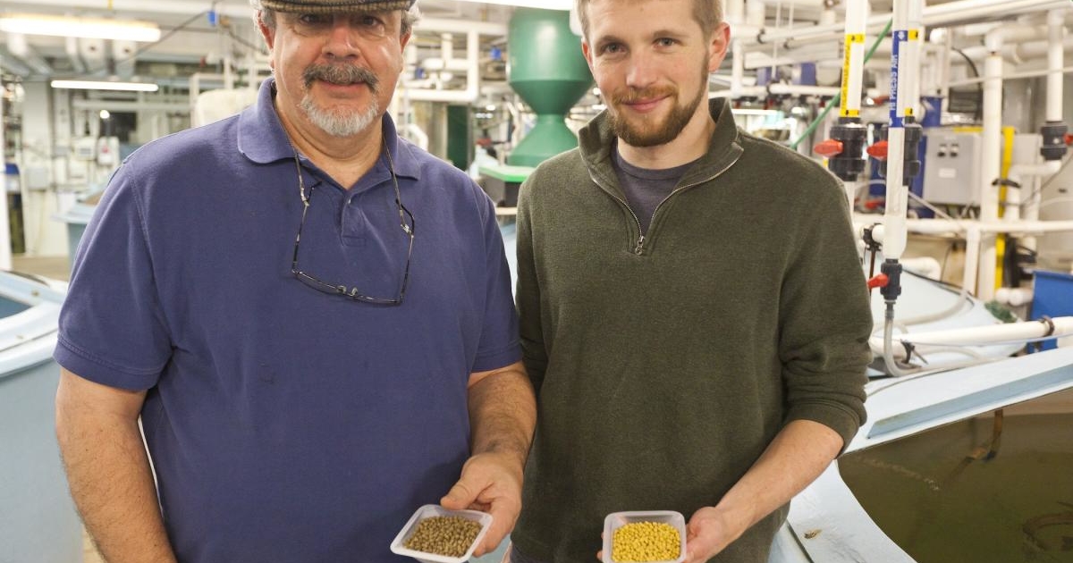 Scientists discover key to easing aquaculture’s reliance on wild-caught ...